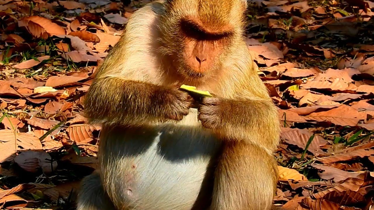 Priget pregnant monkey so beautiful color,She happy when got food and ...
