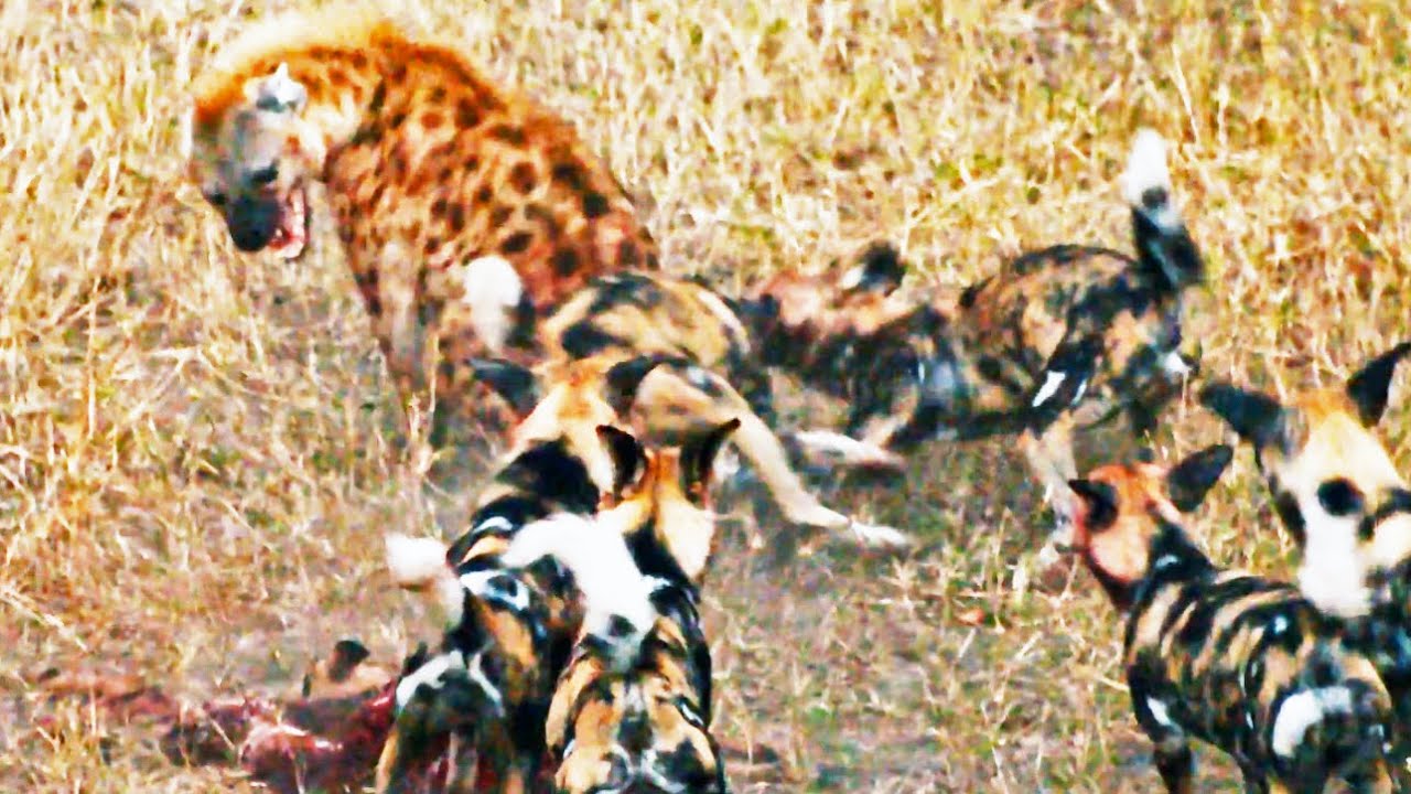 Wild Dogs Attack Spotted Hyenas to Defend Their Kill - YouTube
