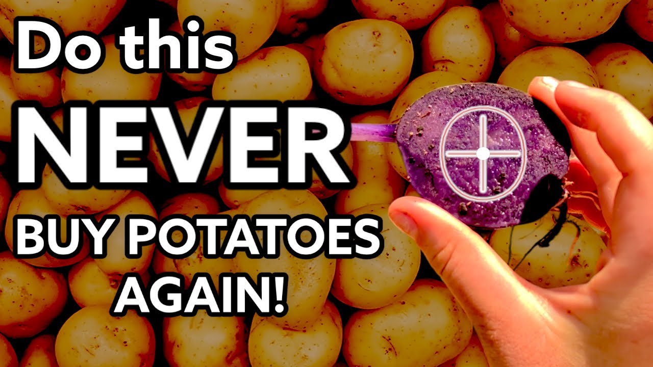We planted a lifetime supply of potatoes start to finish… SHOCKED weeks ...