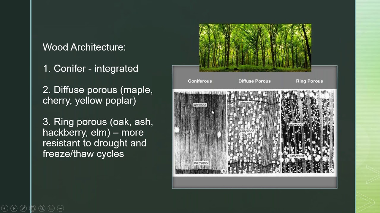 Botany 101 Crash Course - YouTube