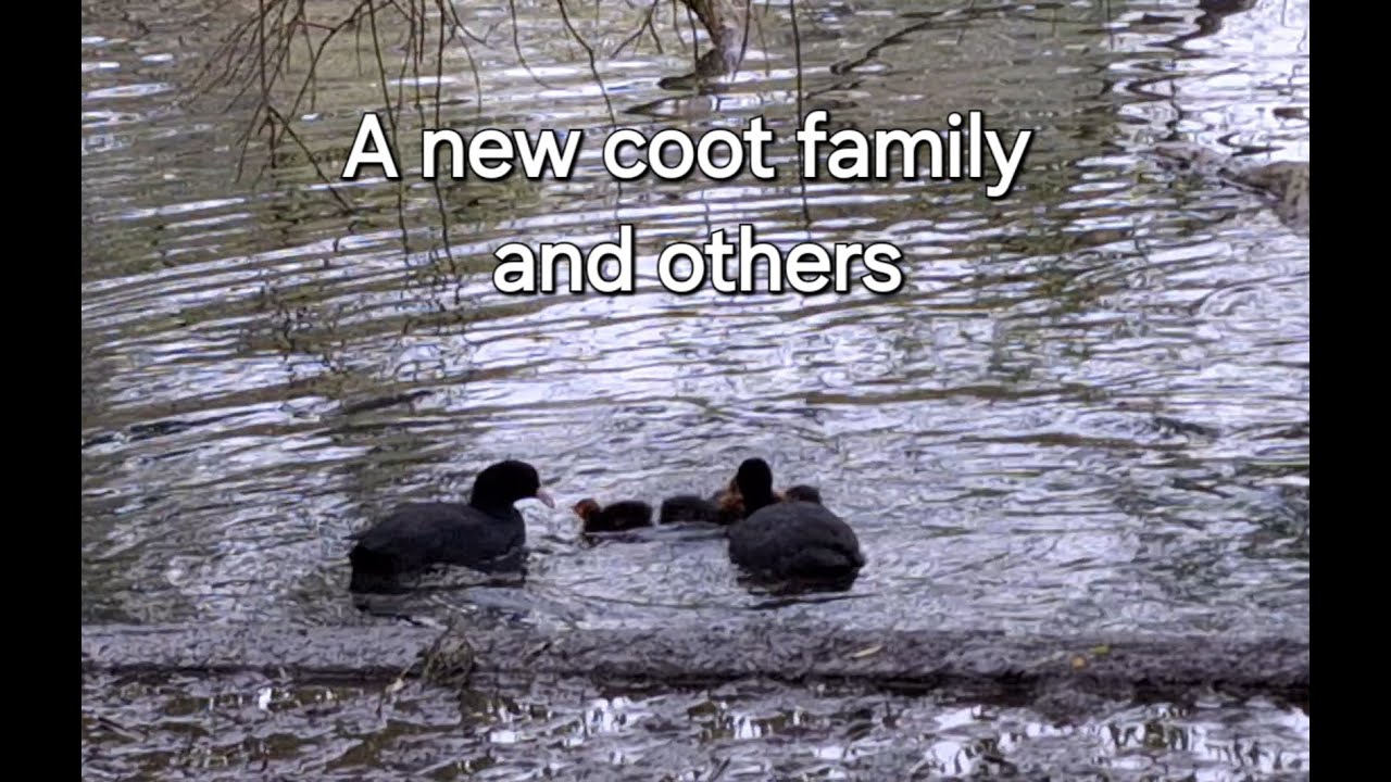 A new coot family with 5 super cute babies 💗, an invisible gosling and ...