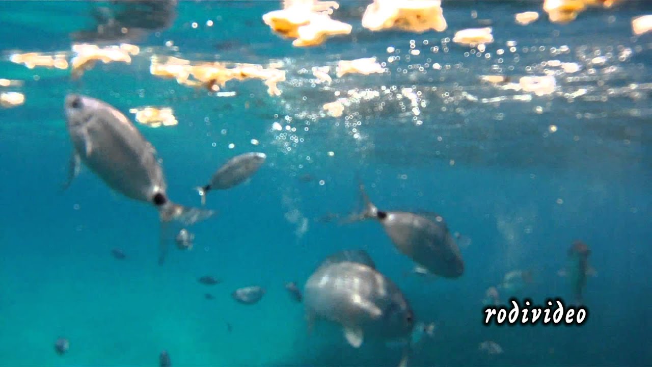 Occhiate come piranha - YouTube
