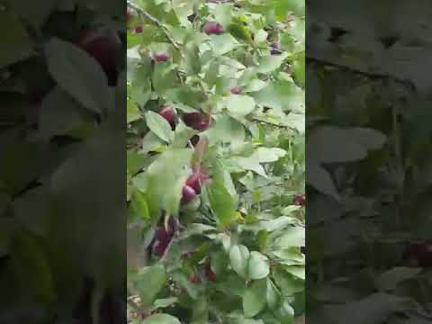 Orghinjo Fruit of Parachinar| Jungli Aloocha| Parachinar Aloocha ...