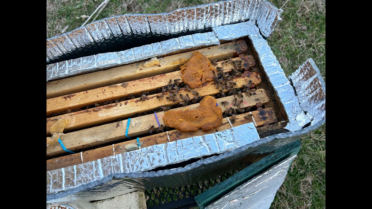 Brother B's Bees: Checking on the "Honeycomb Only" Colony - YouTube