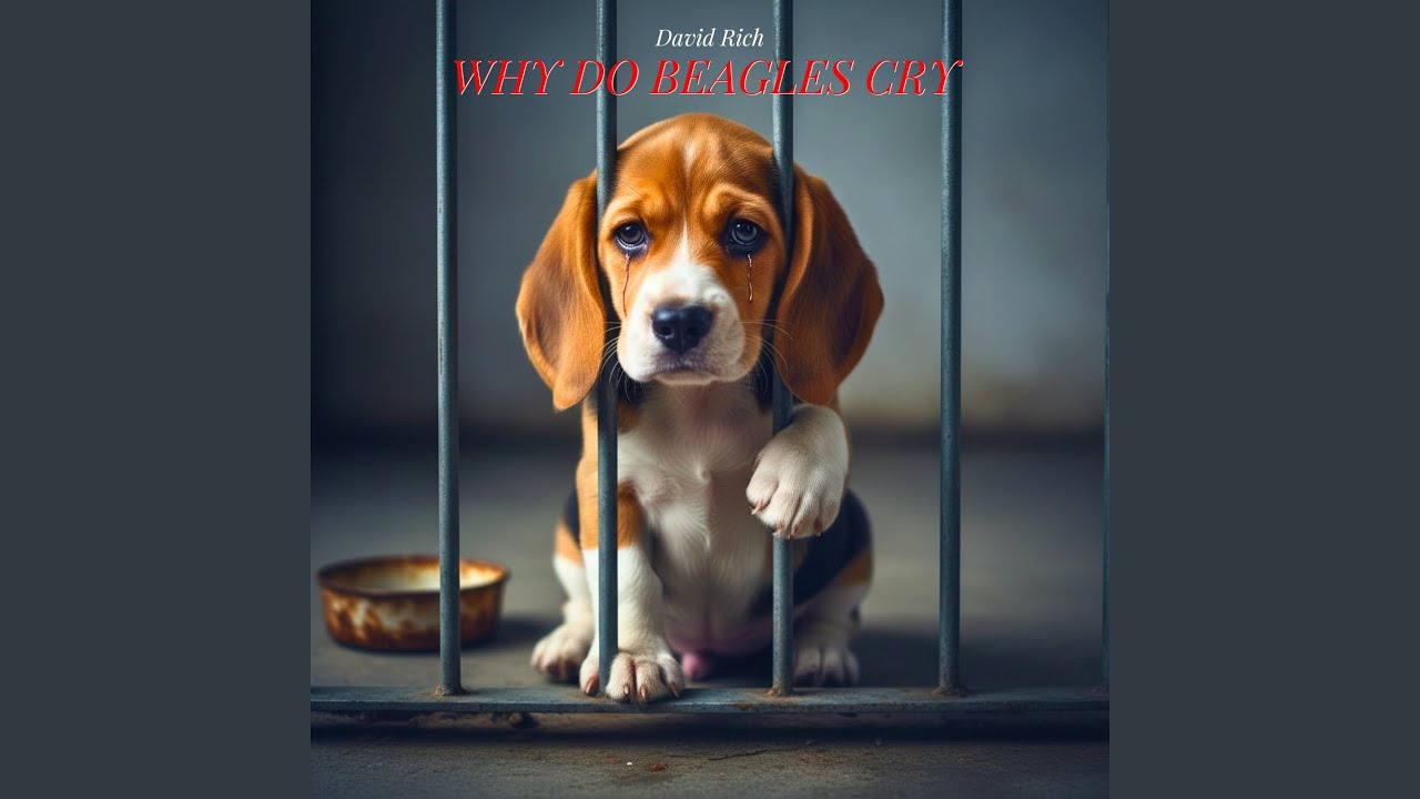 Why Do Beagles Cry - YouTube