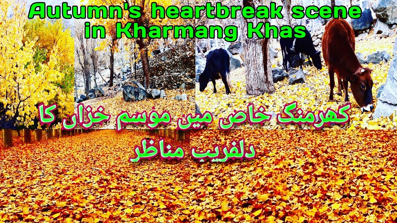 Autumn Leaves in Kharmang | Autumn Season in Gilgit Baltistan | Skardu ...