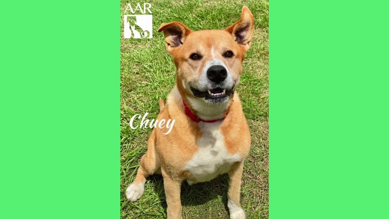 CHUEY the gentle giant - Adopted at AAR -Abandoned Animal Rescue - YouTube