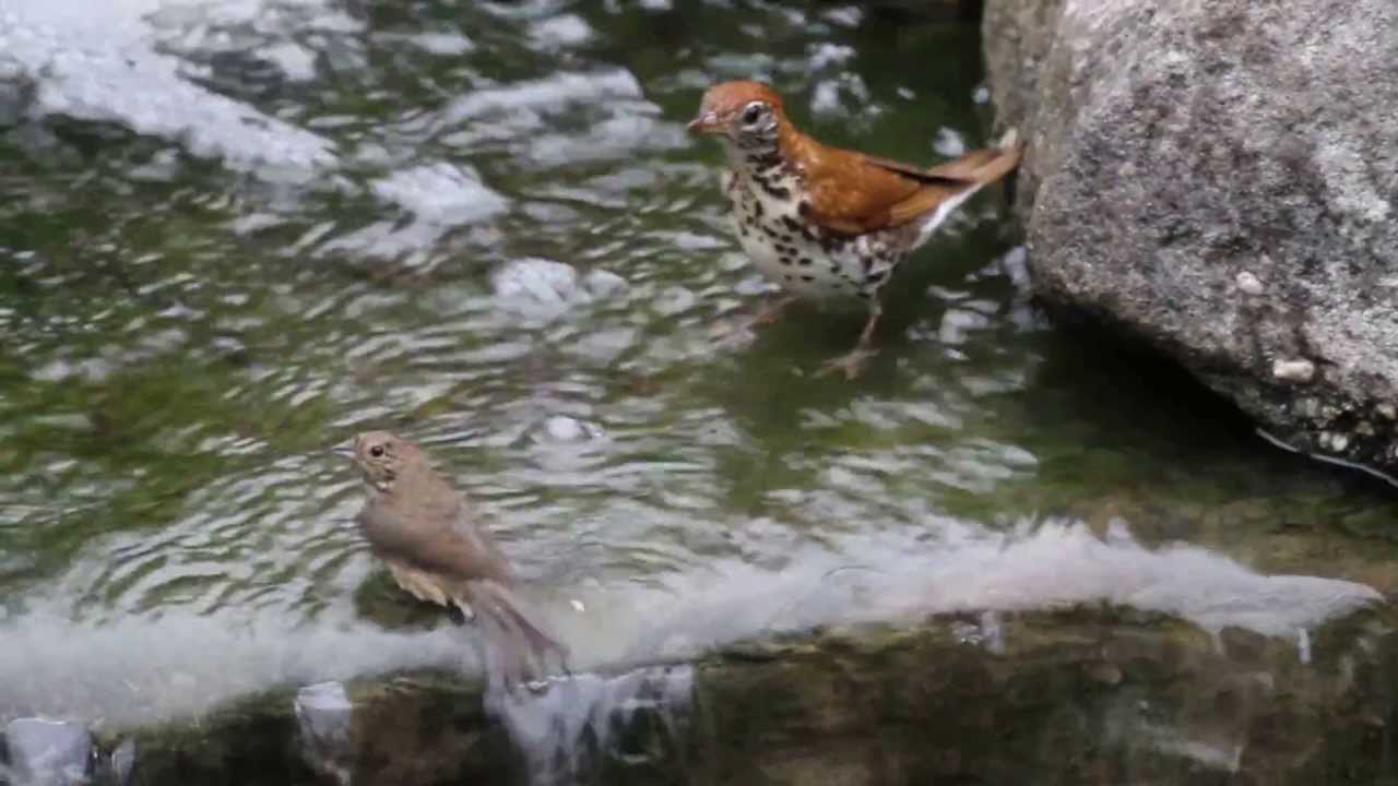 Wood thrush and female Indigo bunting bathing in waterfall - YouTube