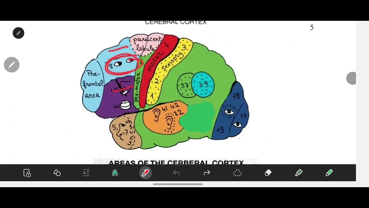 Neurology : areas of cerebral cortex - YouTube