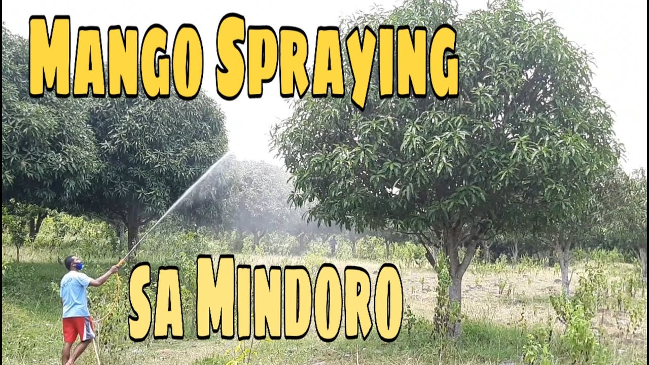 Mango Spraying Sa Mindoro Episode 1 [ Farm IV All ] - YouTube