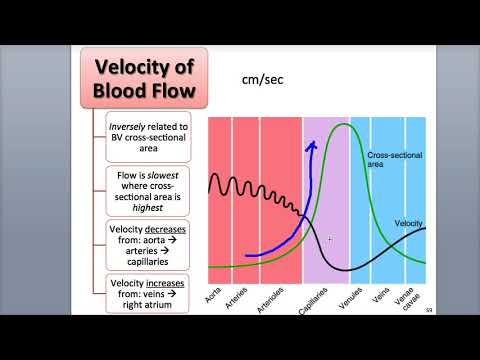 9-8 Blood Velocity - YouTube