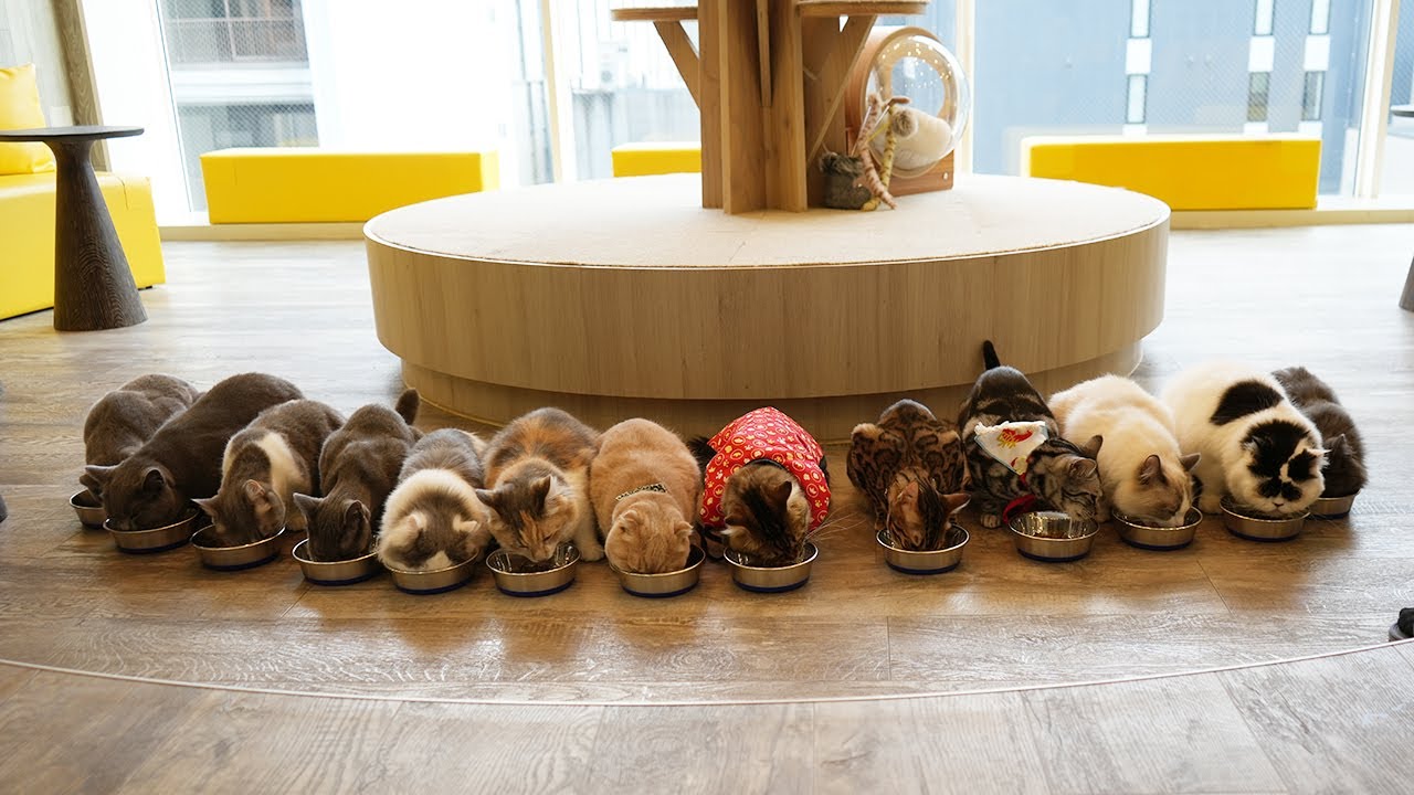 Stylish Japanese cafe for cats! For those who want to be healed｜Kyoto ...
