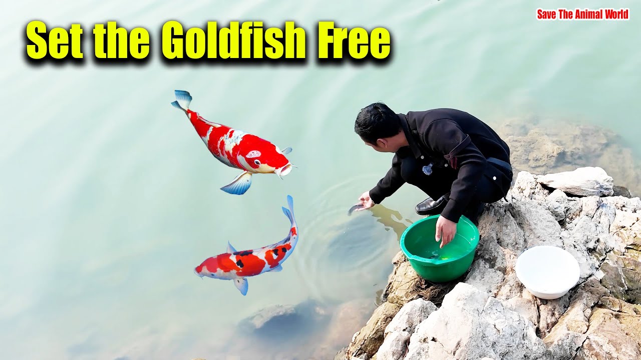 Save The Goldfish From The Hands Of Death | Back To Nature - YouTube