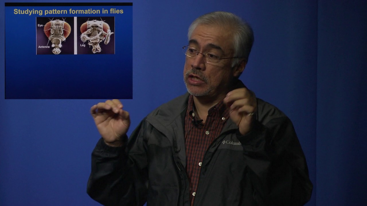 SF2UF Dr. Diego Rincon-Limas: Modeling human diseases in the fruit fly ...