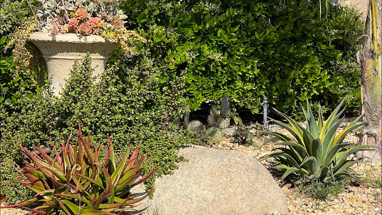 Succulent Cactus In Ground Spring Garden Tour | Front yard Succulent ...