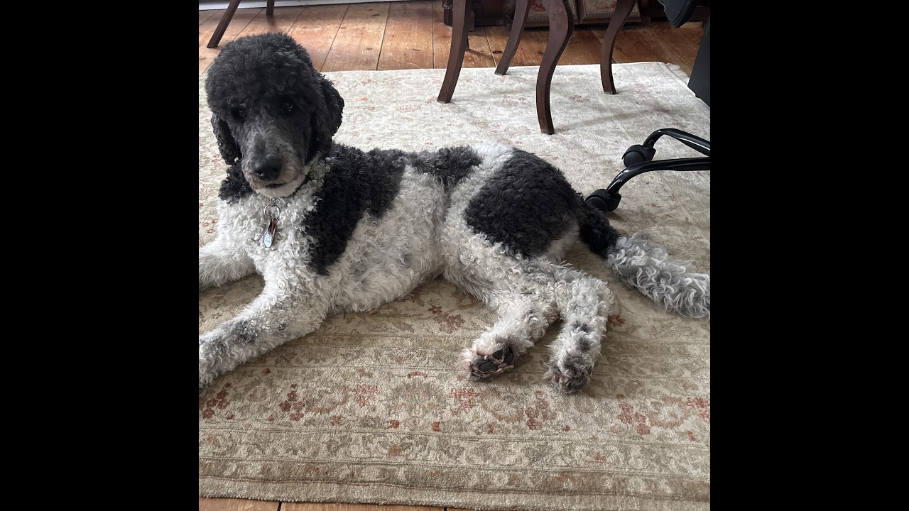 Luke the dook Live Stream - YouTube