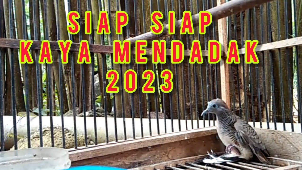 burung perkutut bisa duduk katuranggan Semar Lungguh - YouTube