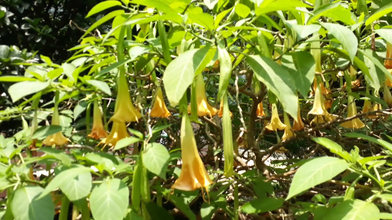 Floripondio, una planta alucinógena muy peligrosa - YouTube