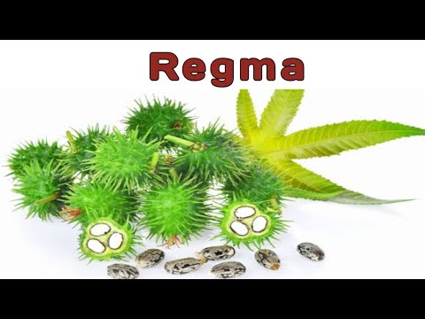 Regma #regma #fruit #simple #schizocarpic #castor #ricinus #geranium ...