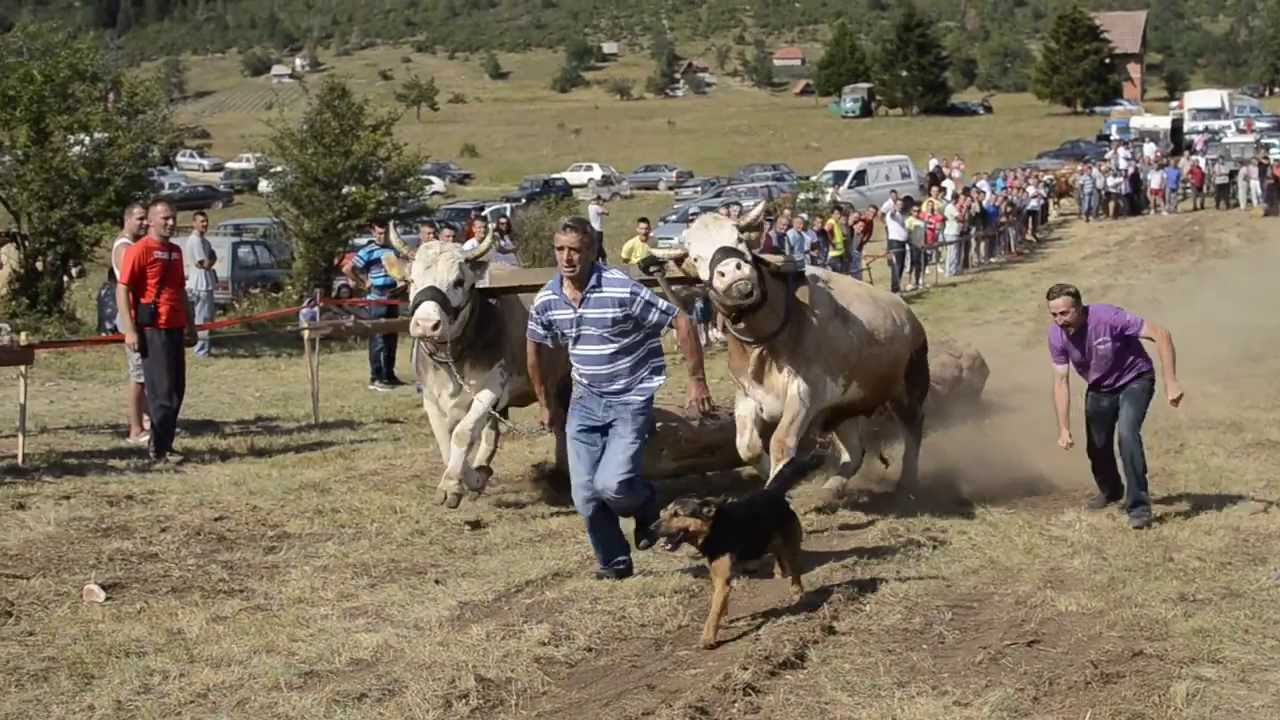 Log dragging ox race - YouTube