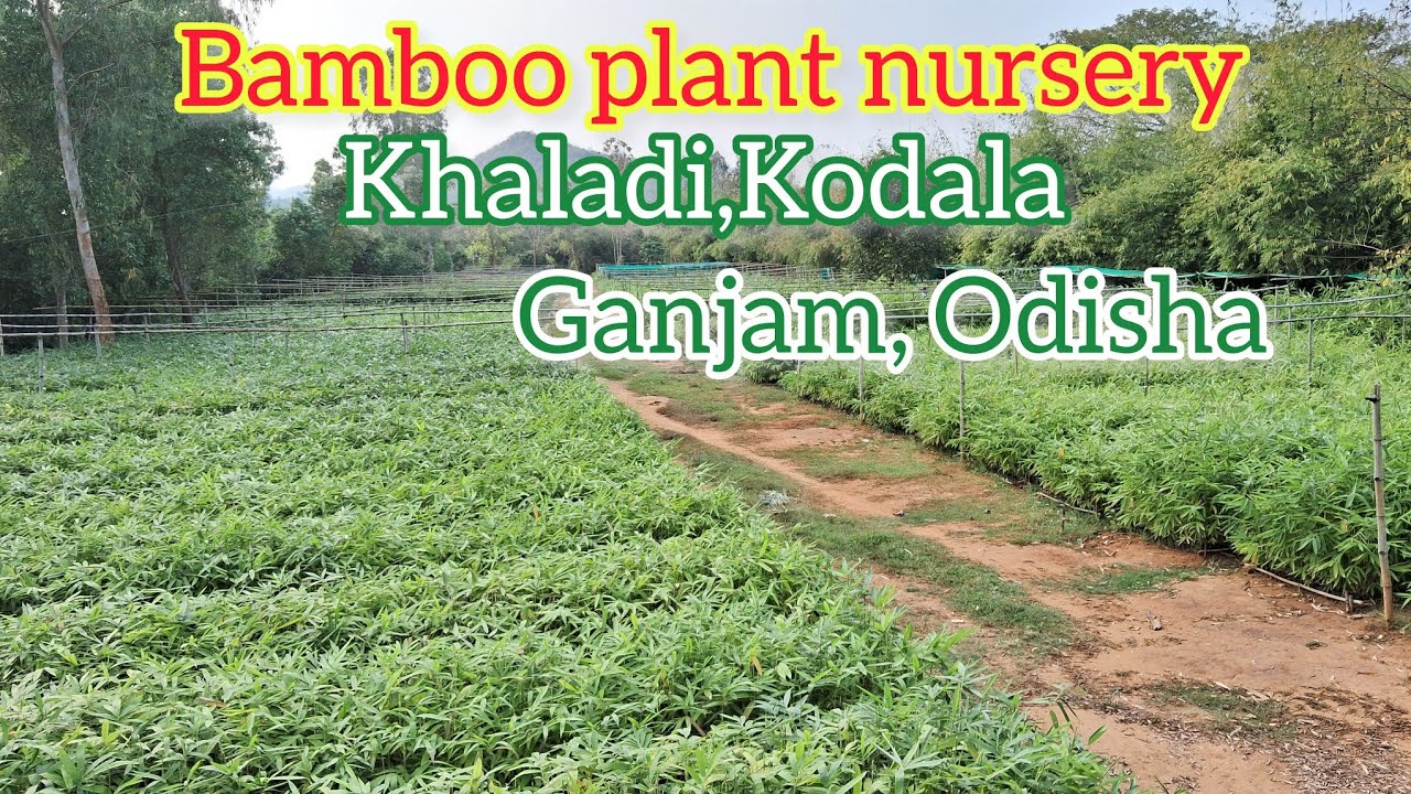 Bamboo plant nursery full view - YouTube