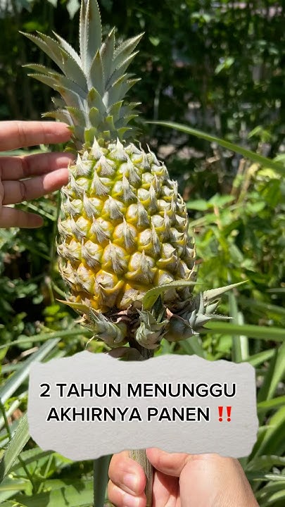 Penantian 2 tahun lebih terbayarkan ‼️ akhirnya bisa panen nanas di kebun sendiri,,asiiik # ...