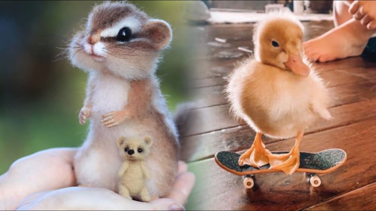 The FUNNIEST Pet Videos of 2024! 🤣 | BEST Compilation - YouTube