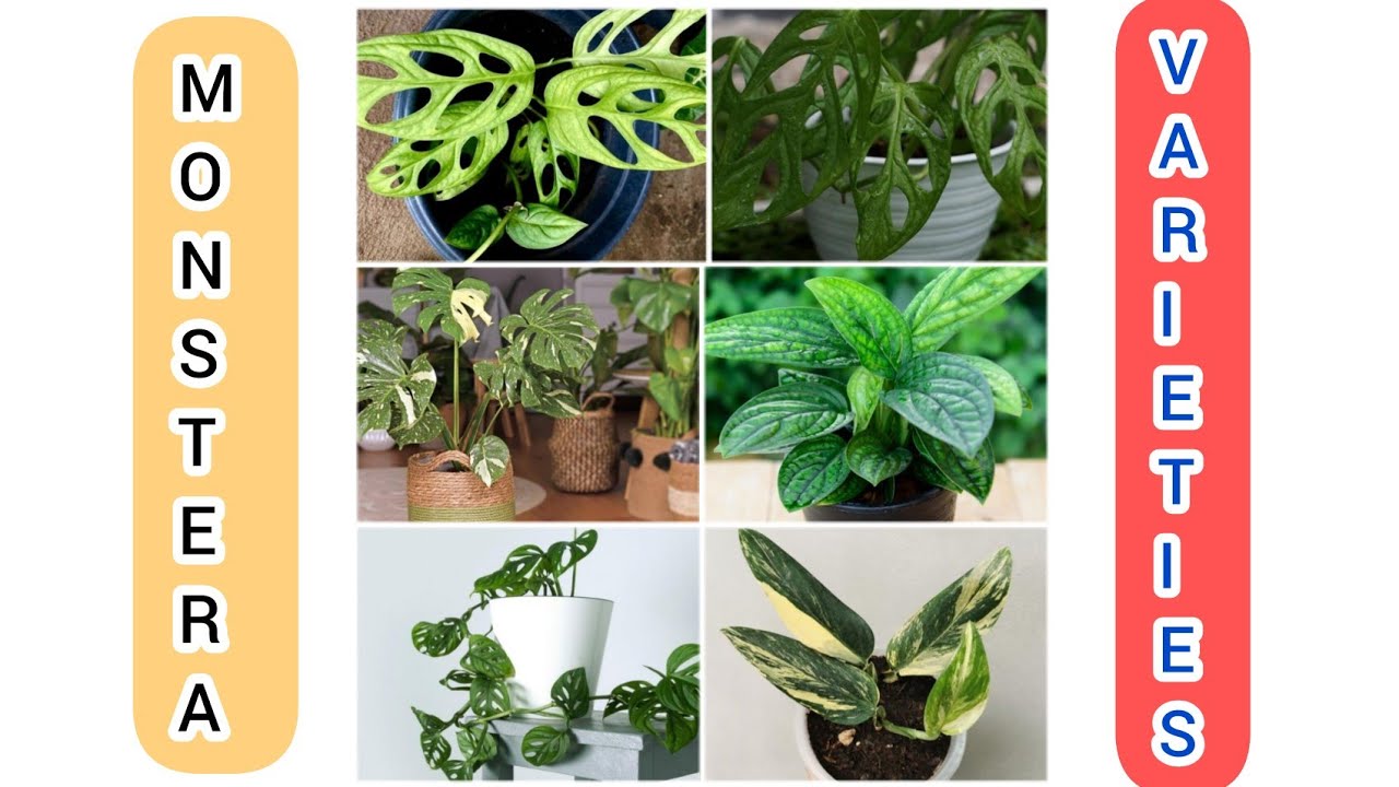 16 Different types of monstera plant || Monstera plant || monstera ...