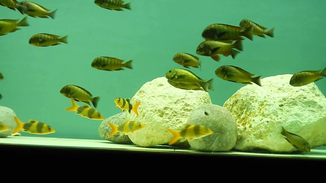 WC Golden Kazumba - YouTube