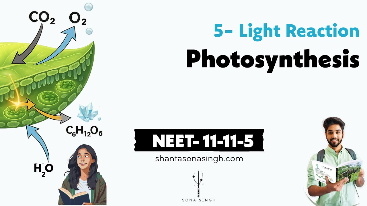 Light Reaction | Photosynthesis 5 | NCERT Mapped NEET Biology - YouTube