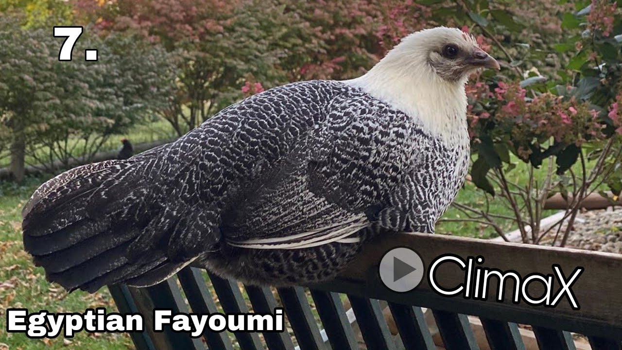 Top 10 Chicken Breeds You Should Eat | 7- Egyptian Fayoumi | Known Fact ...