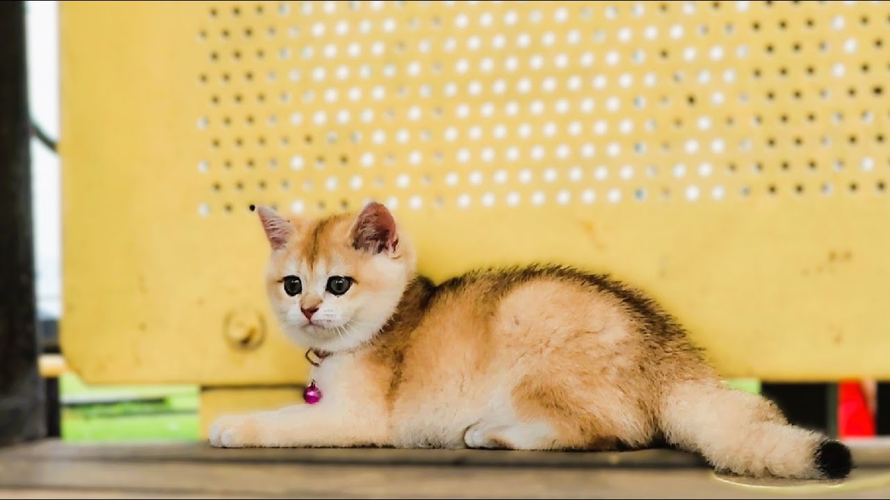 I Don't Wanna Back Home - Cute Kitten Going out to The Park With ...