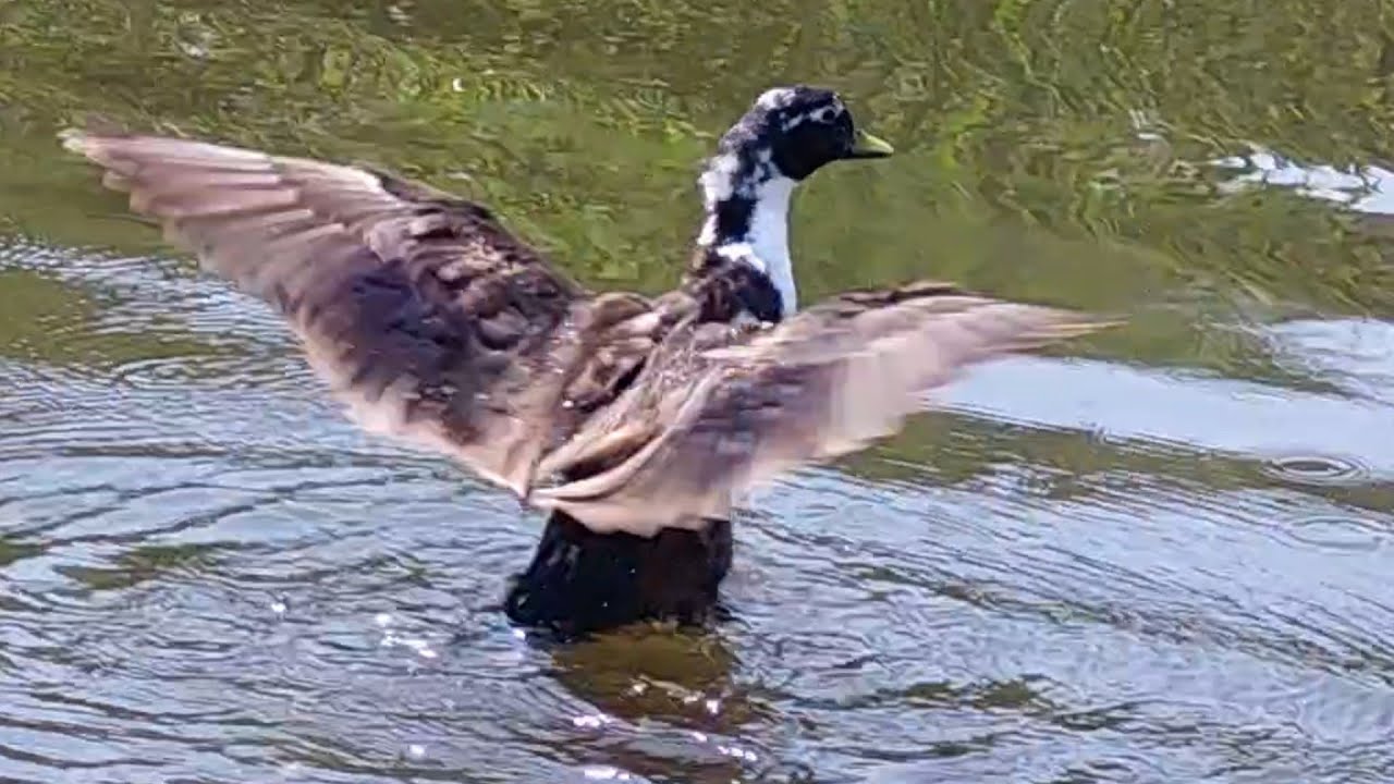 Call ducks and Mandarin duck - YouTube