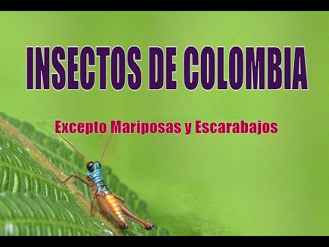 Otros Insectos de Colombia. - YouTube
