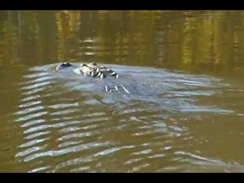 American Alligator North Alabama Decatur Gator by The Dudes Outdoors ...