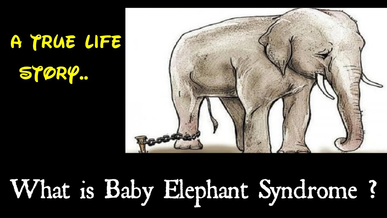 What is Baby Elephant Syndrome? | Elephant Rope story | True life story ...