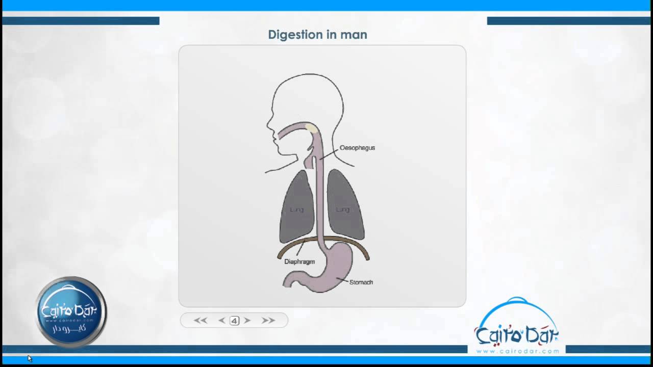 01 Digestion In Man - YouTube