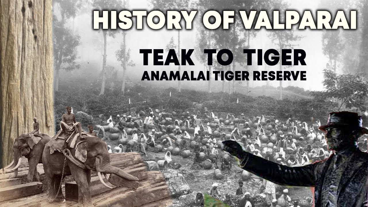 Teak to Tiger Gallery Attakatti - Valparai History Explained! - YouTube