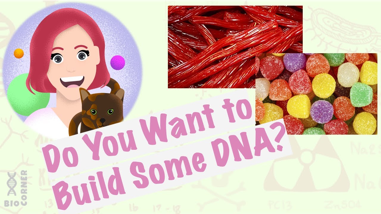 DIY DNA Model - YouTube
