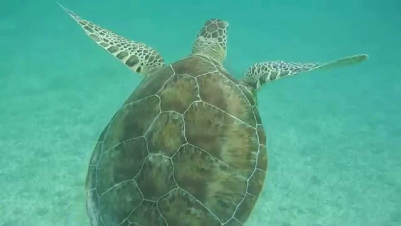 Turtle Bay Private Tours! VIP Snorkeling in Akumal, Riviera Maya with ...