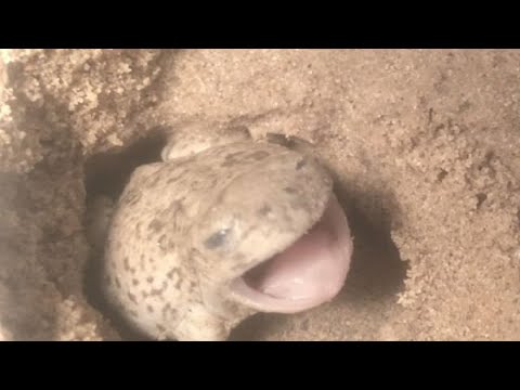 CHONKY TOAD YAWNS - YouTube