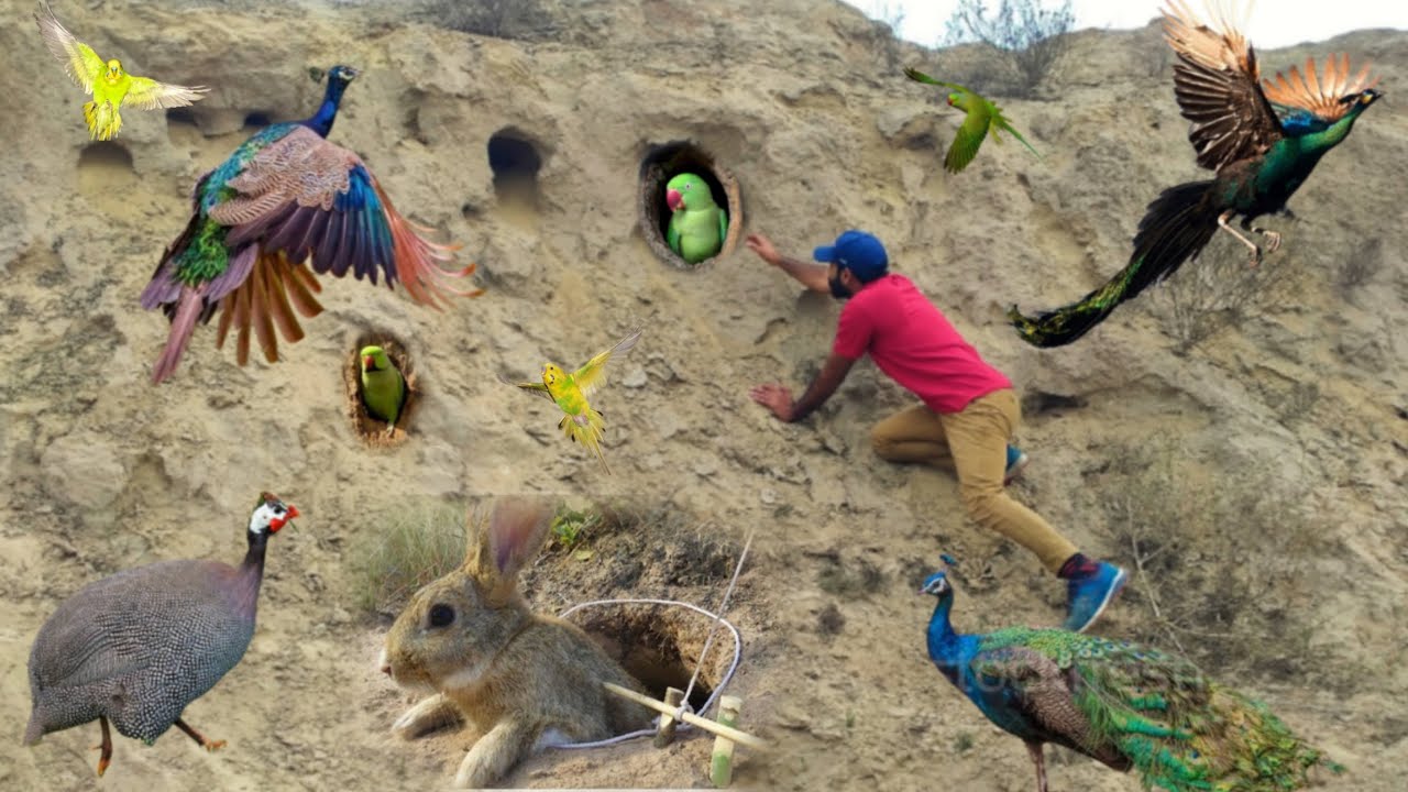 Aj Desert sy Murgha or chakoor pakdi | How to catch Hen in jungle #pets ...