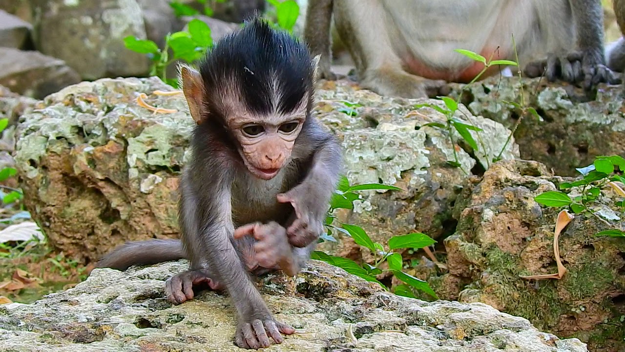 Adorable baby DANIELA is usually lost mom & running to find mom ...