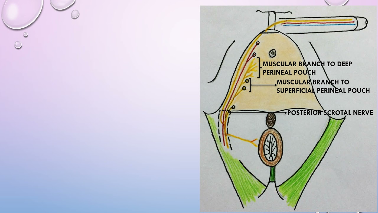 Perineum 2D - YouTube