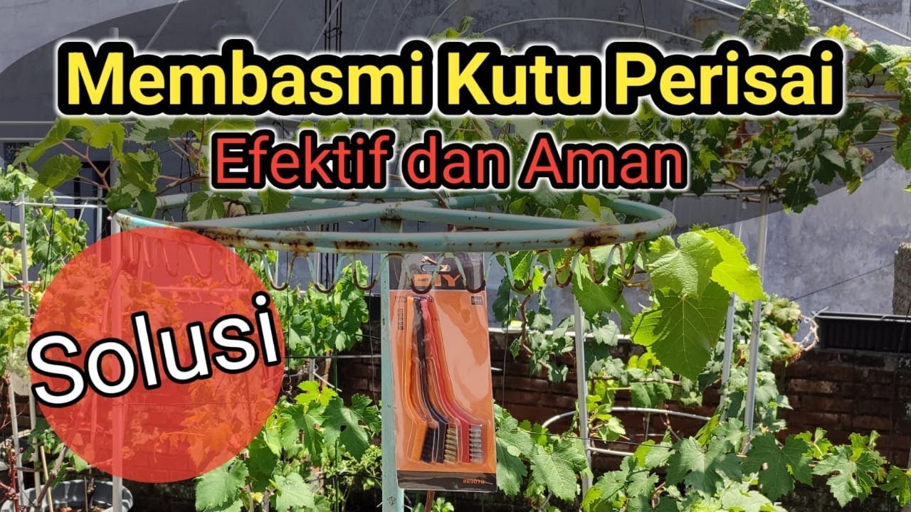 Cara Membasmi Kutu Perisai Anggur Dengan Efektif Aman dan Murah Tanpa ...