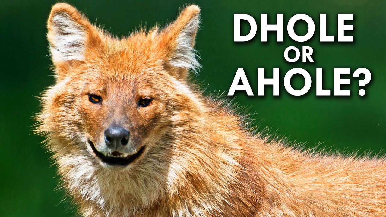 Dholes Are The Bane Of Tigers Everywhere - YouTube