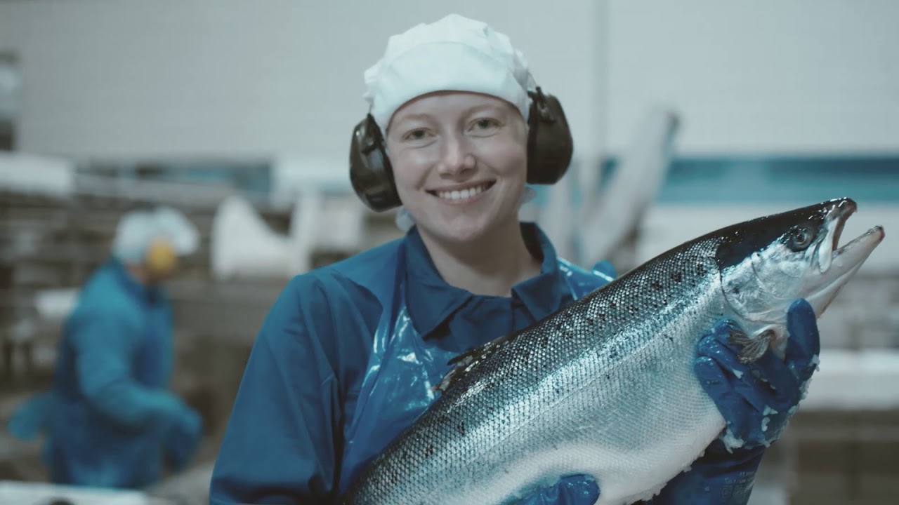 From Norway to the U.S.: A Salmon History - YouTube