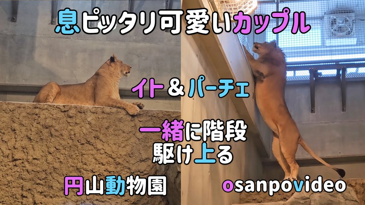 円山動物園 息ピッタリ可愛いカップル イト＆パーチェ 一緒に階段駆け上る ライオン Ito and Pace, the lions at ...
