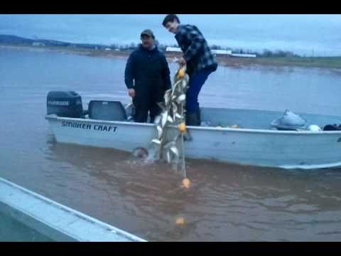 Gaspereau Fishing, Avon River, Nova Scotia part 2 - YouTube