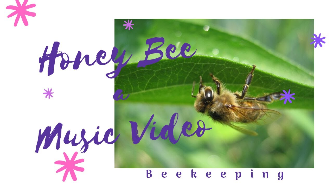 Beekeeping ~ Honey Bee ~ A Music video - YouTube